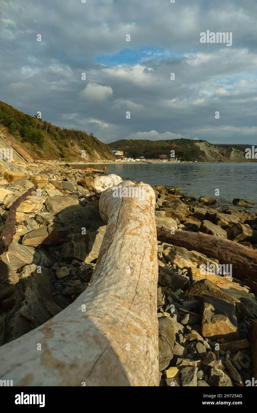 A close-up of a dry tree trunk thrown on a rocky seashore. In the ...