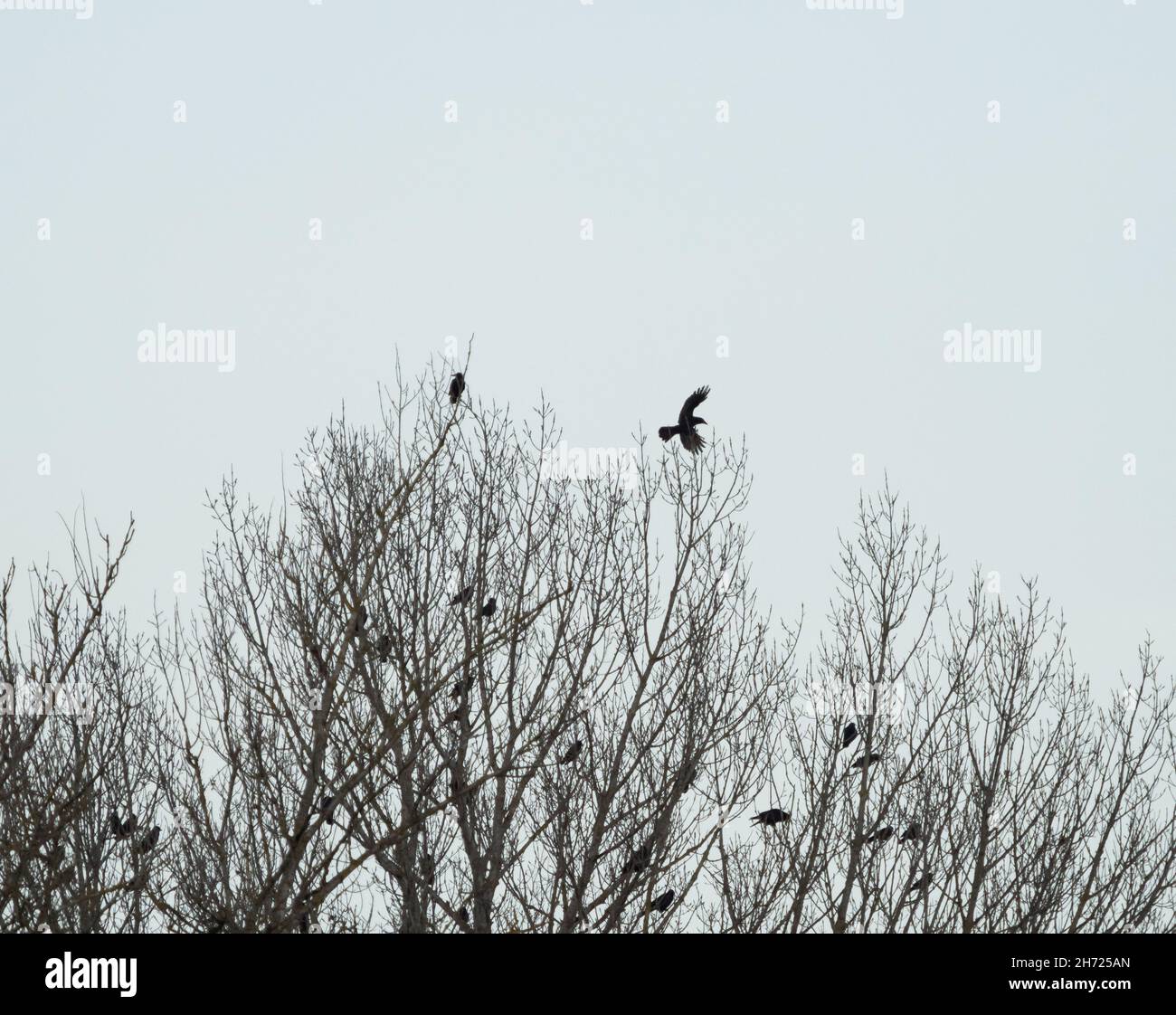 Crows and tree hi-res stock photography and images - Alamy