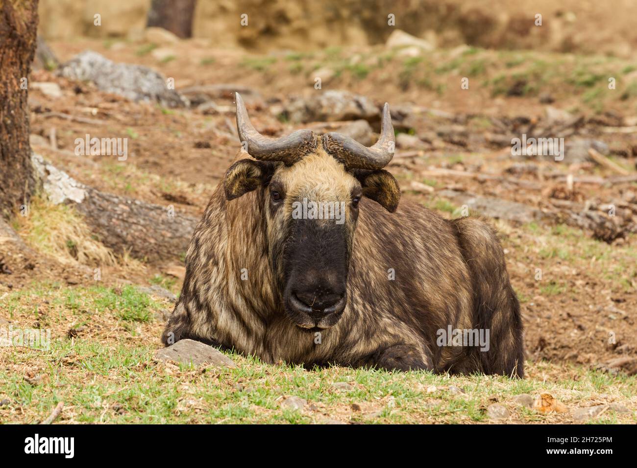 The Bhutan Takin, Budorcas taxicolor whitei, is also called cattle ...