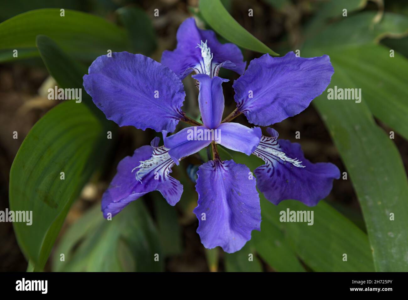 Bhutanese flora hi-res stock photography and images - Alamy