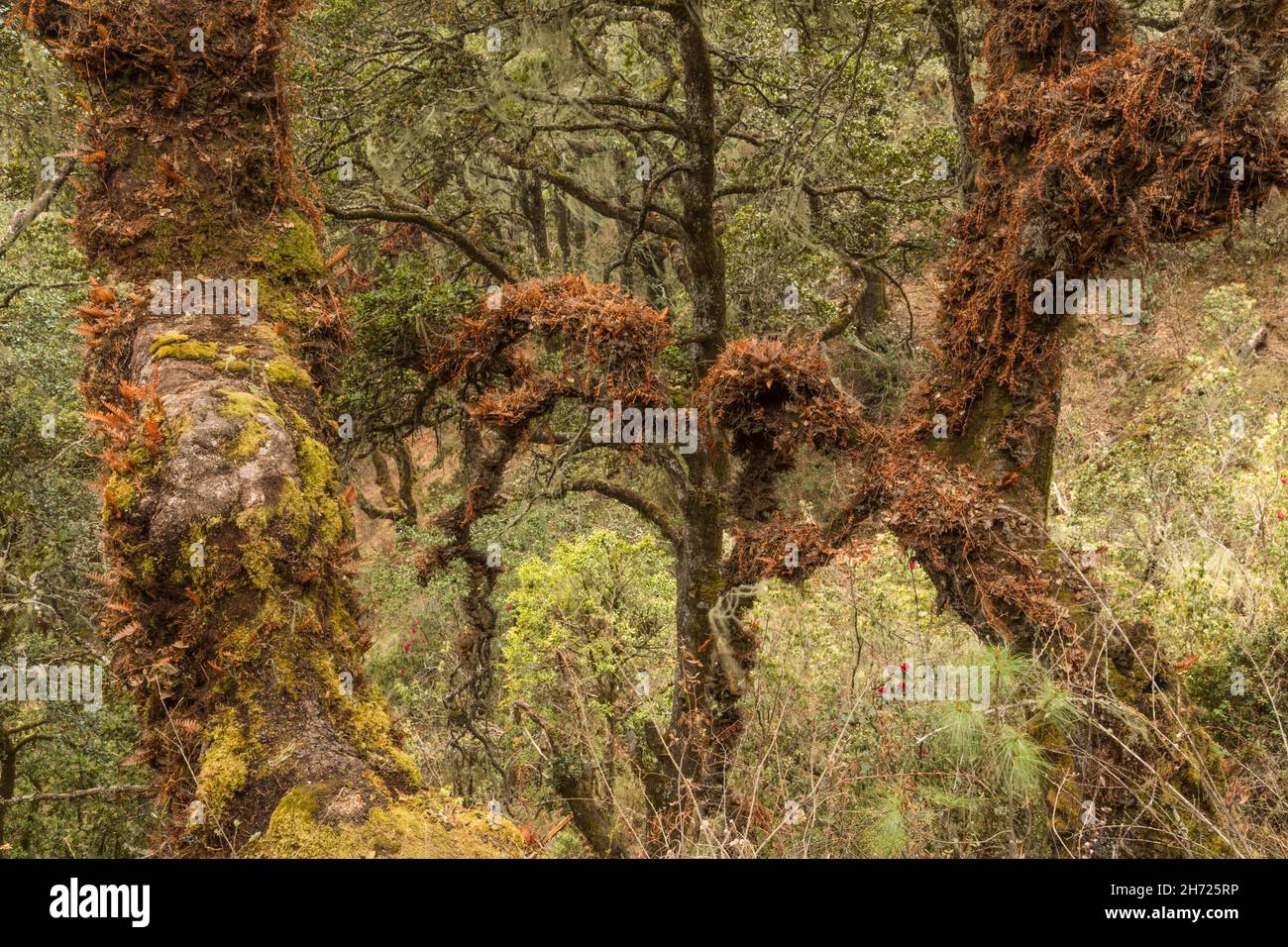 Moss and ferns on trees on the trail to the Tiger's Nest Monastery in ...