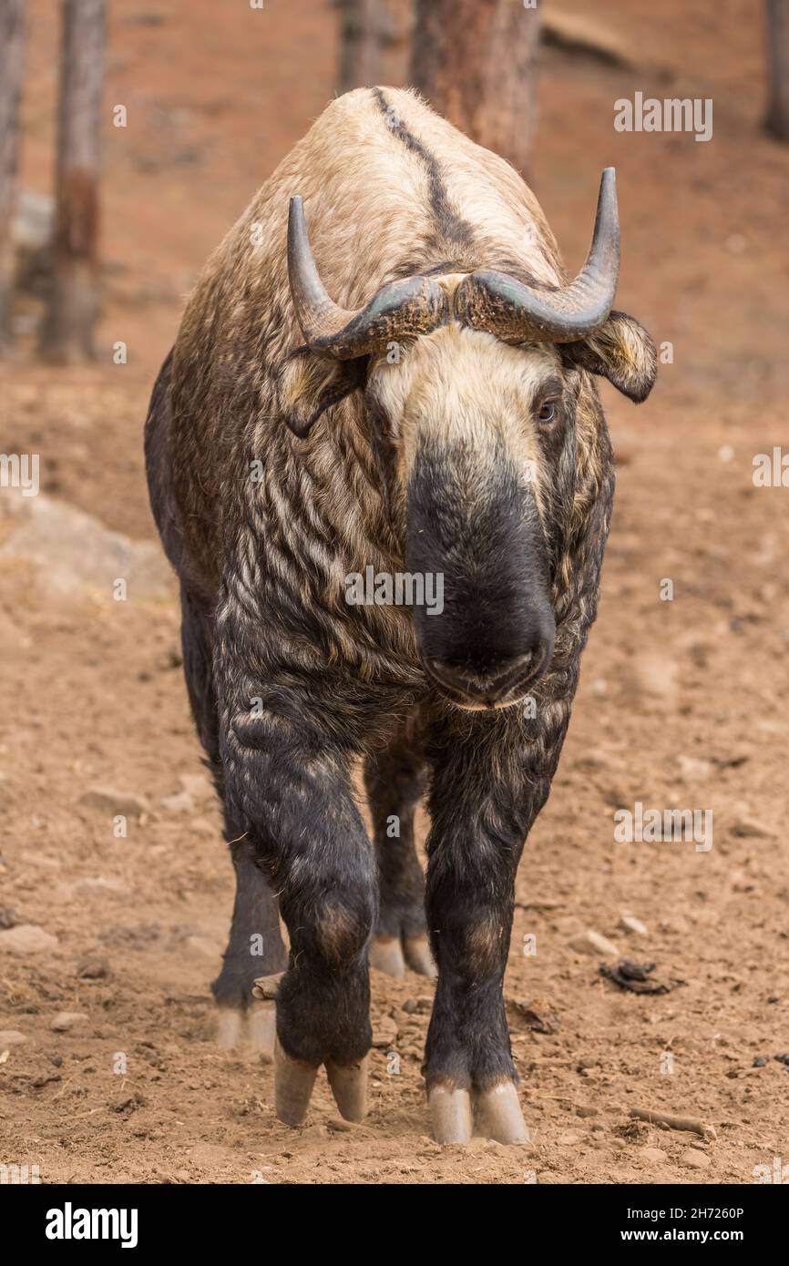 The Bhutan Takin, Budorcas taxicolor whitei, is also called cattle ...
