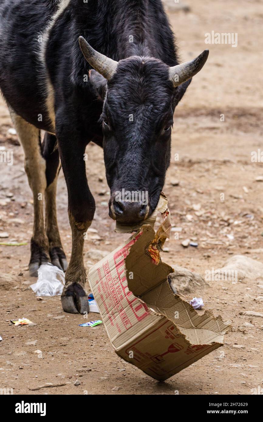 A cow eating a cardboard box in Bhutan Stock Photo - Alamy