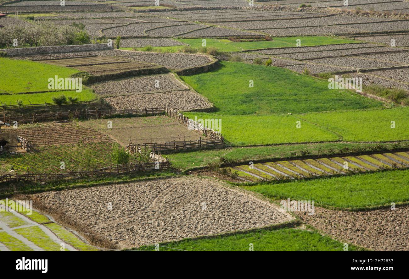 Rice fields in different stages of cultivation outside Paro, Bhutan ...