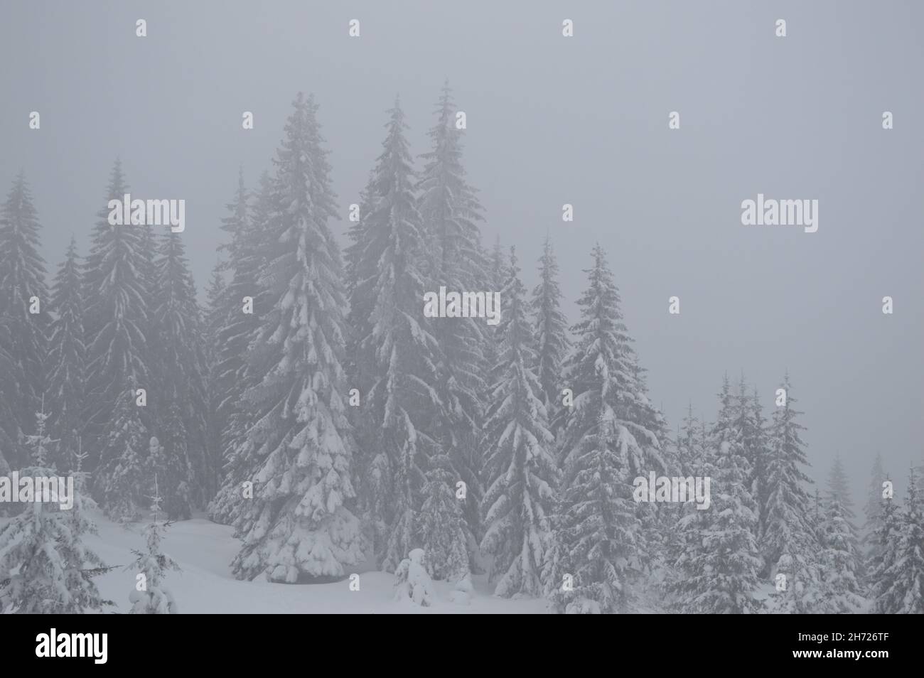 Winter hihking on Vlasic mountain, Bosnia and Herzegovina Stock Photo ...