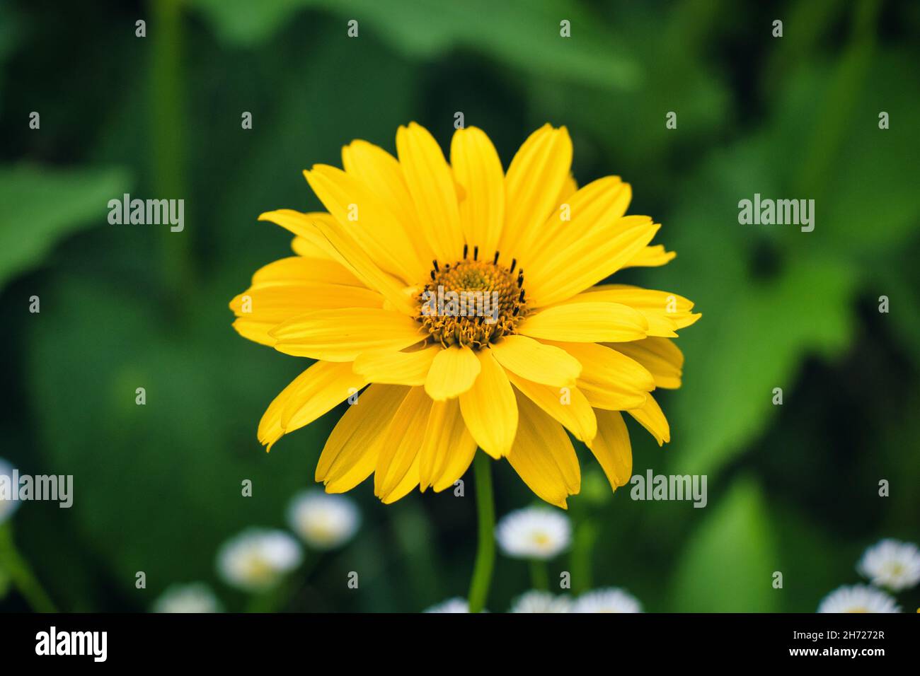 Closeup of Heliopsis helianthoides is a species of flowering plant in ...