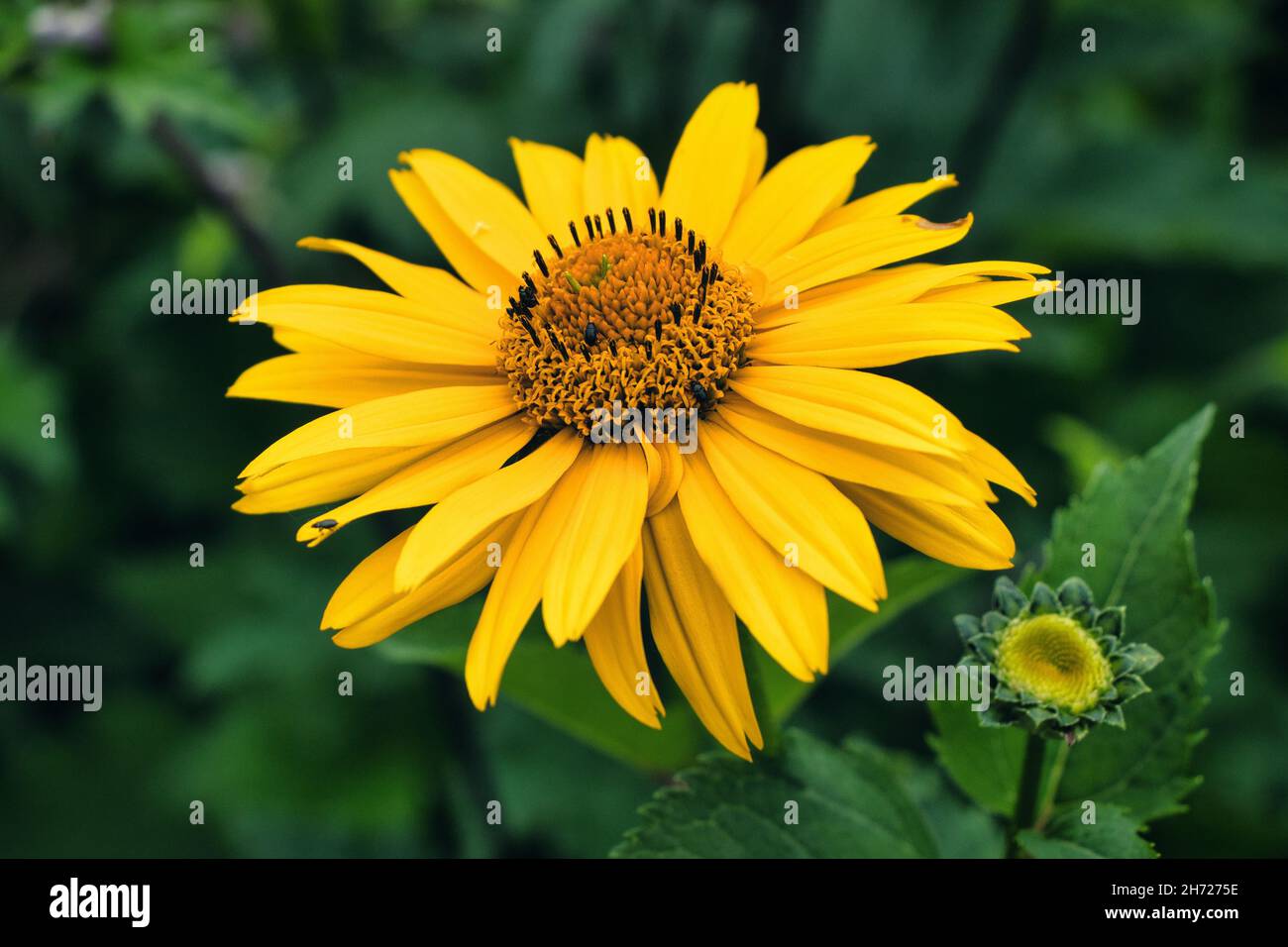 Closeup of Heliopsis helianthoides is a species of flowering plant in ...
