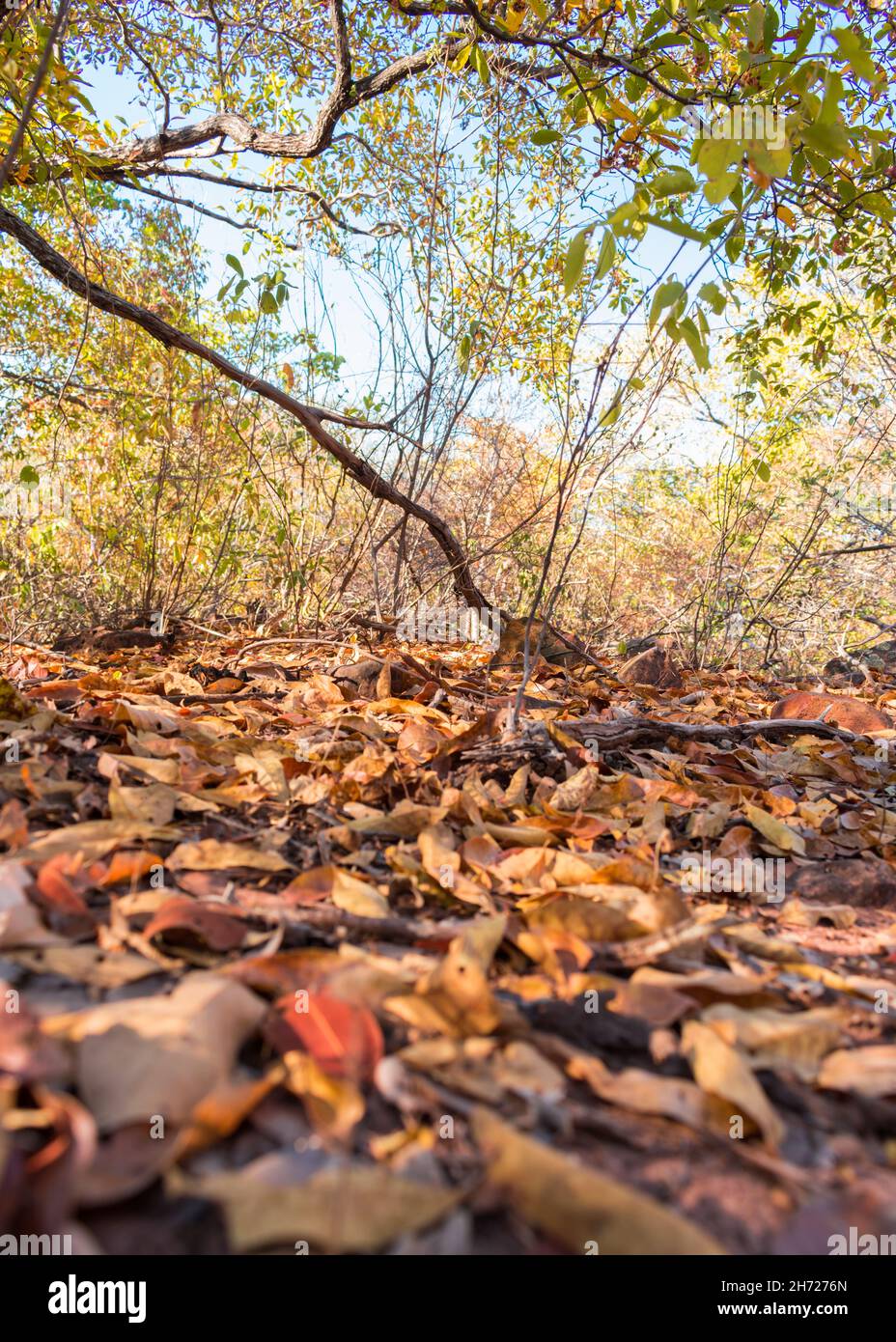 Biome hinterland hi-res stock photography and images - Alamy
