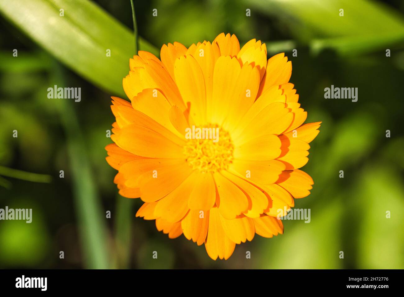 Closeup of Calendula officinalis, the pot marigold, common marigold ...