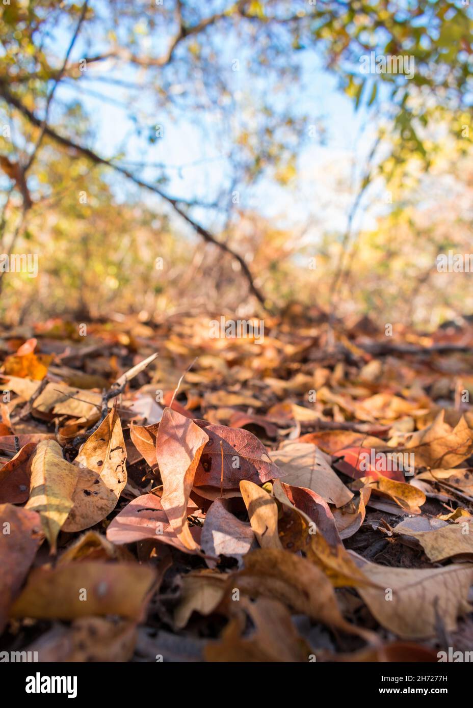 Beginning of the dry season in the caatinga forest, dry leaves on the ...