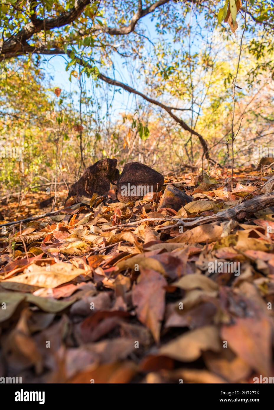 Beginning of the dry season in the caatinga forest, dry leaves on the ...