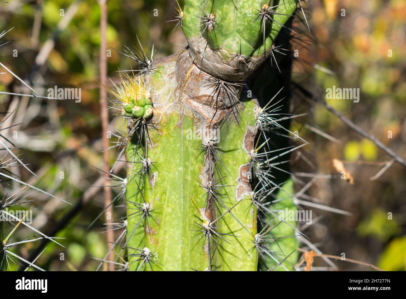 Close up of a mandacaru cactus (Cereus jamacaru) with a growing pup ...