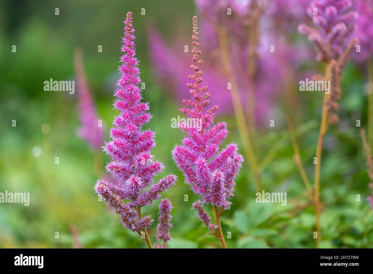 Close up of false goatsbeard (astilbe arendsii) flowers in bloom Stock ...