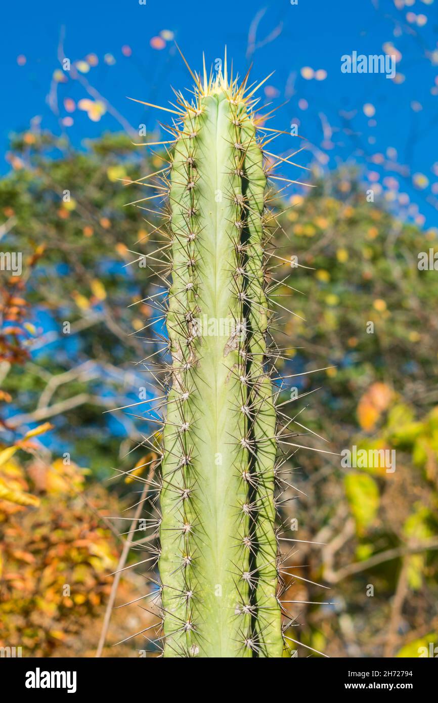 Close up of a mandacaru cactus (Cereus jamacaru) in the caatinga forest ...