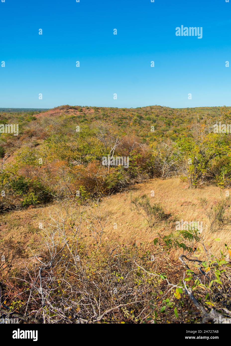 A view of the caatinga landscape in autumn (beginning of the dry season ...