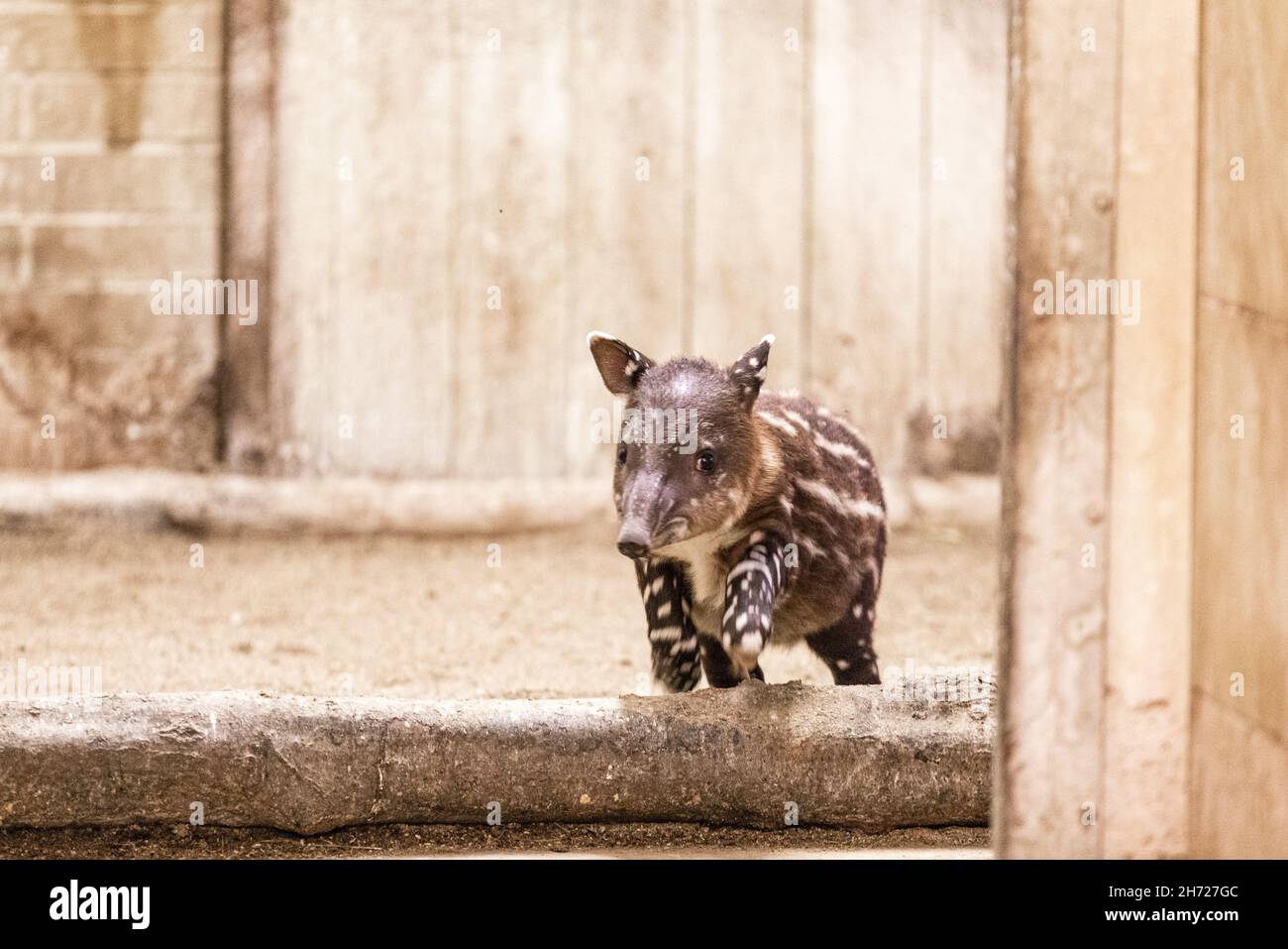 Cottbus, Germany. 19th Nov, 2021. A tapir cub jumps over a threshold in ...