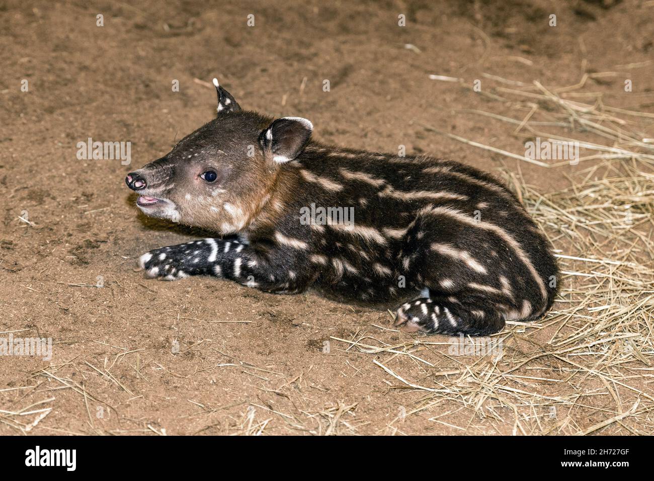 Cottbus, Germany. 19th Nov, 2021. A tapir cub lies in its pen at the ...