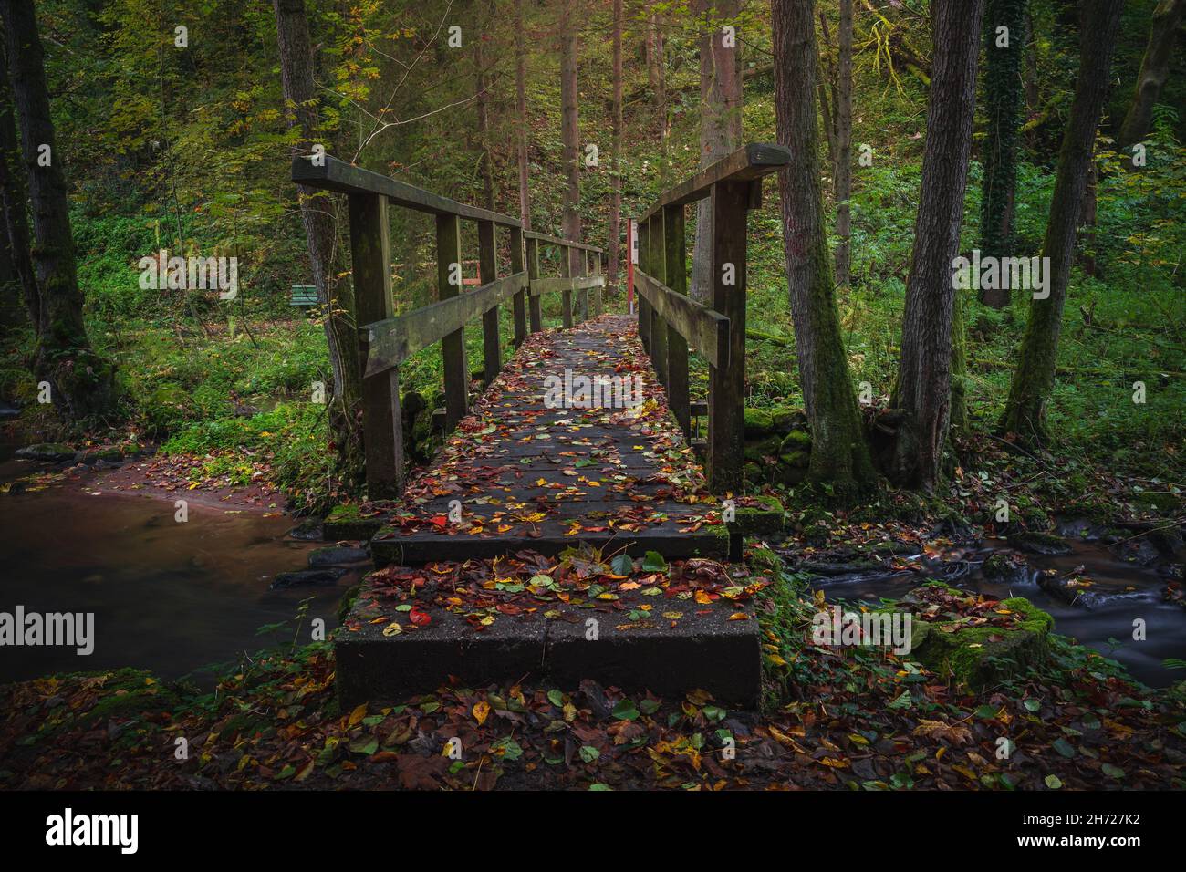 Scenic shot of a river that goes through the gorgeous forest and a ...