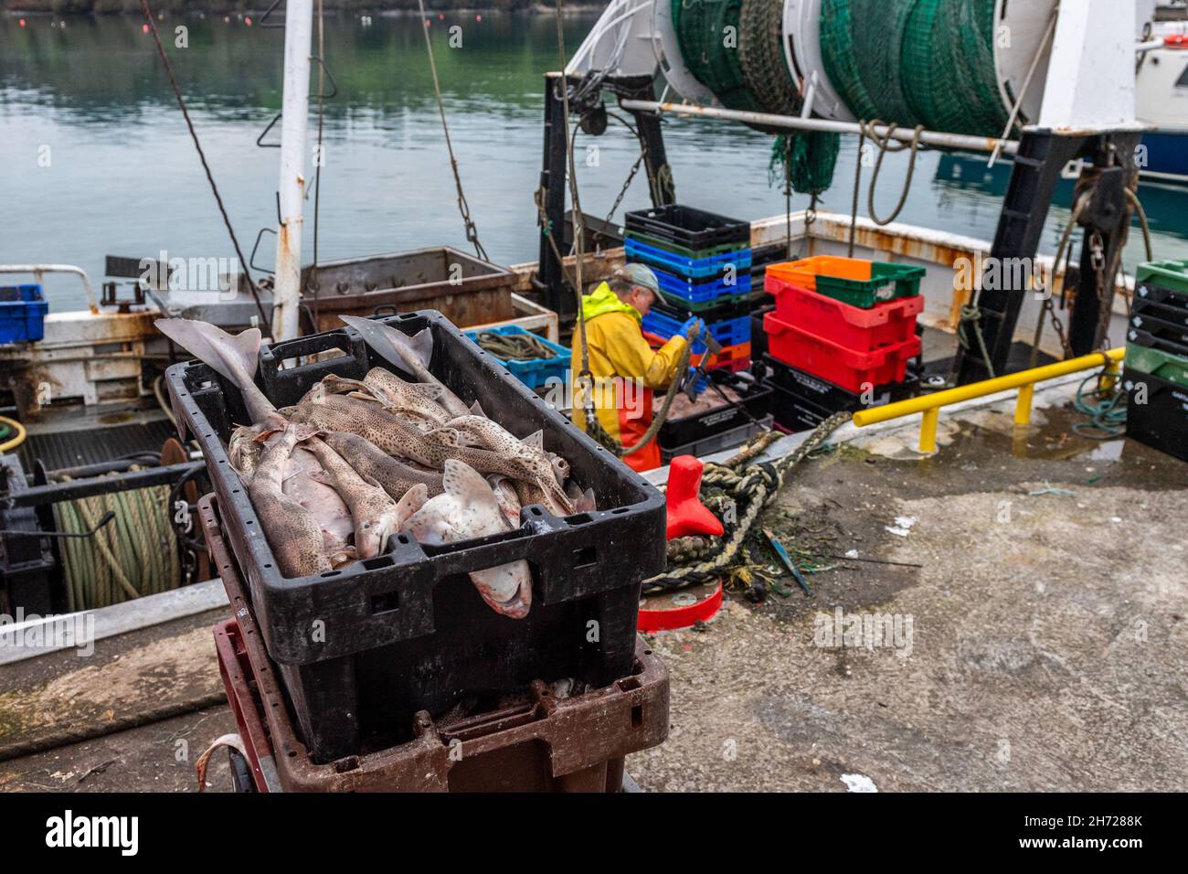 Union Hall, West Cork, Ireland. 19th Nov, 2021. Fishermen land their ...