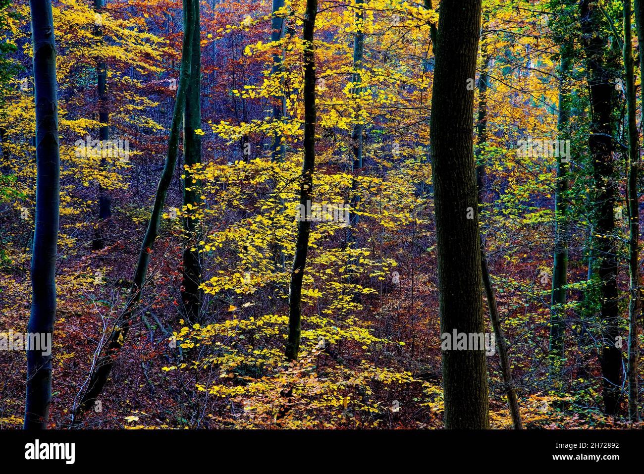 Autumn colors in Ausserberg and Mittelberg forest reserve (Riehen and ...