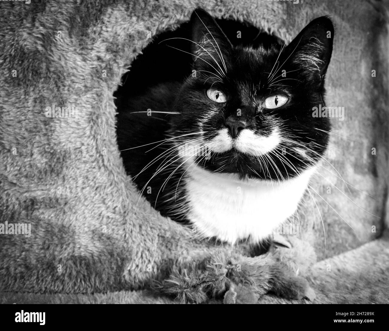 Grayscale shot of a cat Stock Photo - Alamy