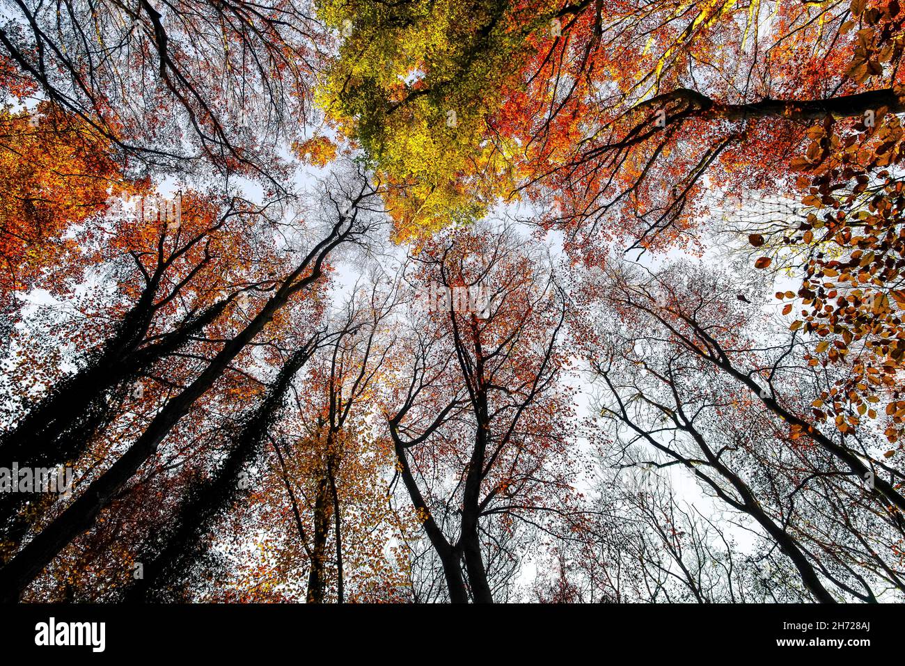 The fall foliage in southern Black Forest, Riehen, Canton Basel Stadt ...