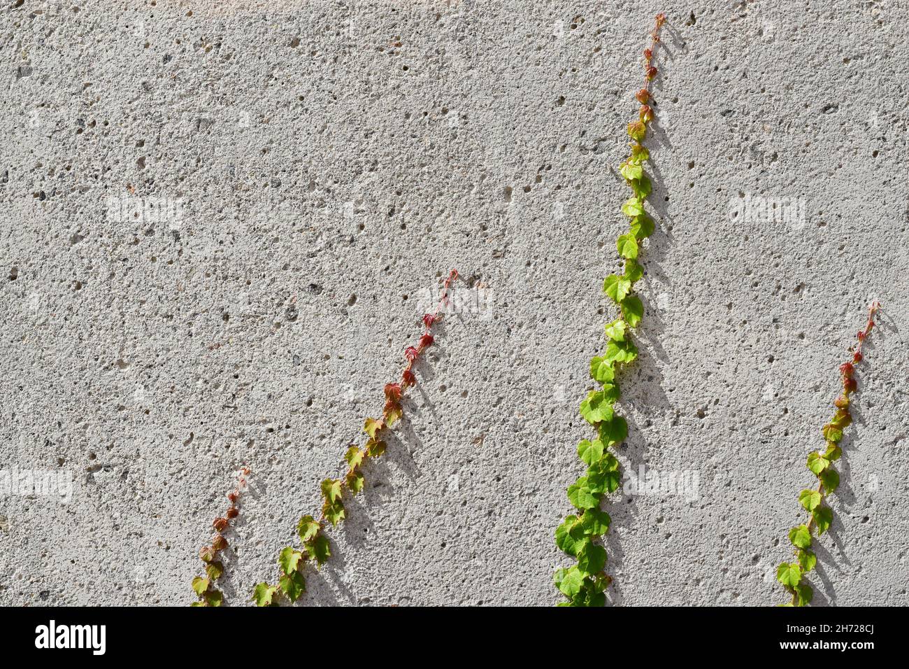 Closeup shot of a light gray wall partly covered with green and red ...