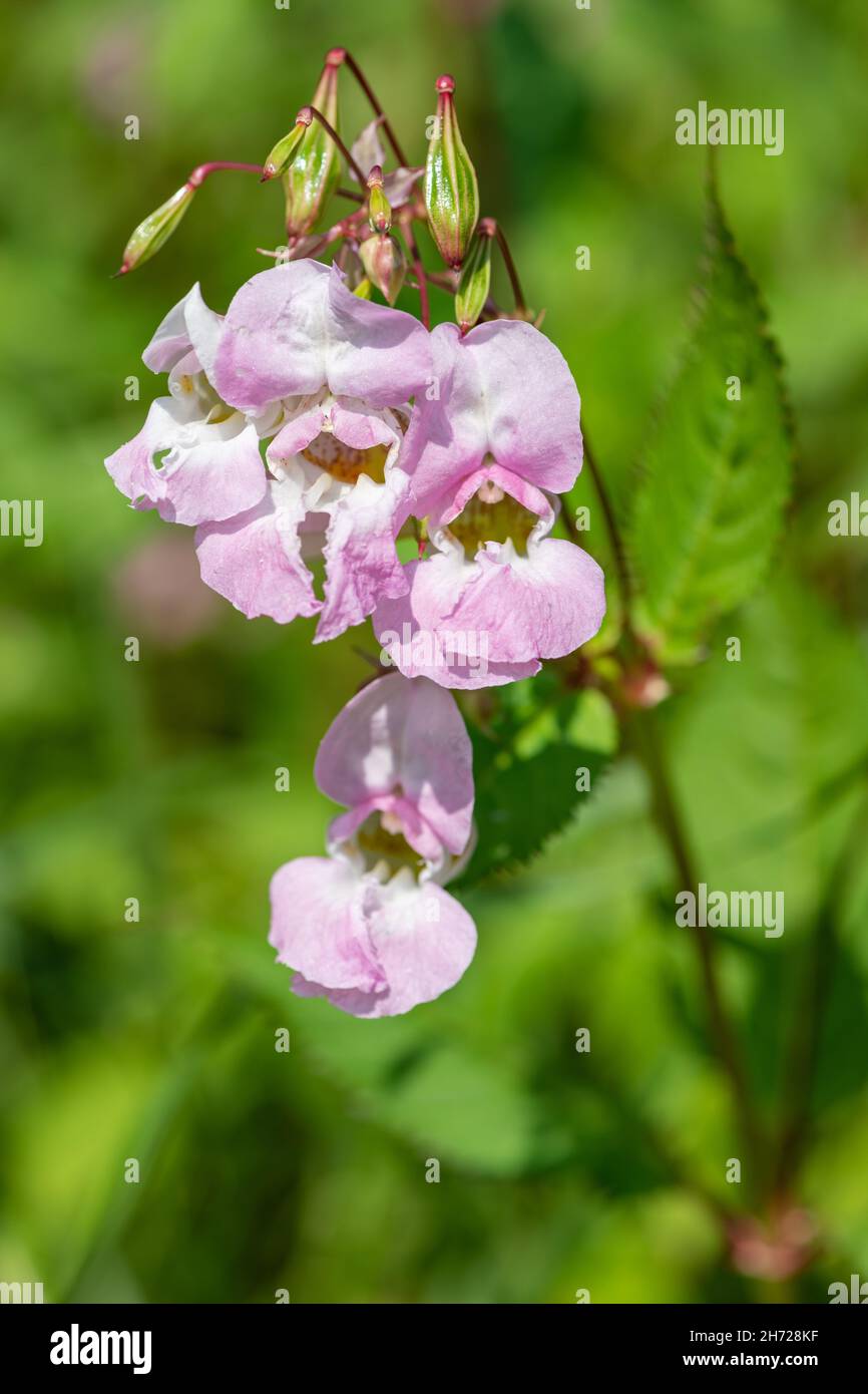 Himalayan balsam (impatiens gladulifera) flowers in bloom Stock Photo ...