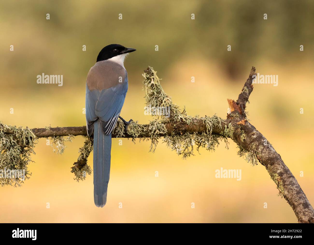 Spanish azure winged magpie hi-res stock photography and images - Alamy