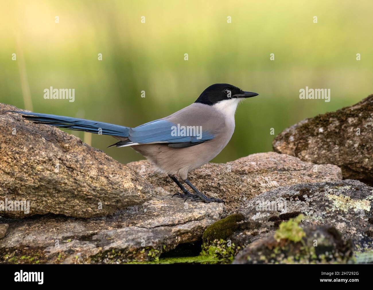 Spanish azure winged magpie hi-res stock photography and images - Alamy