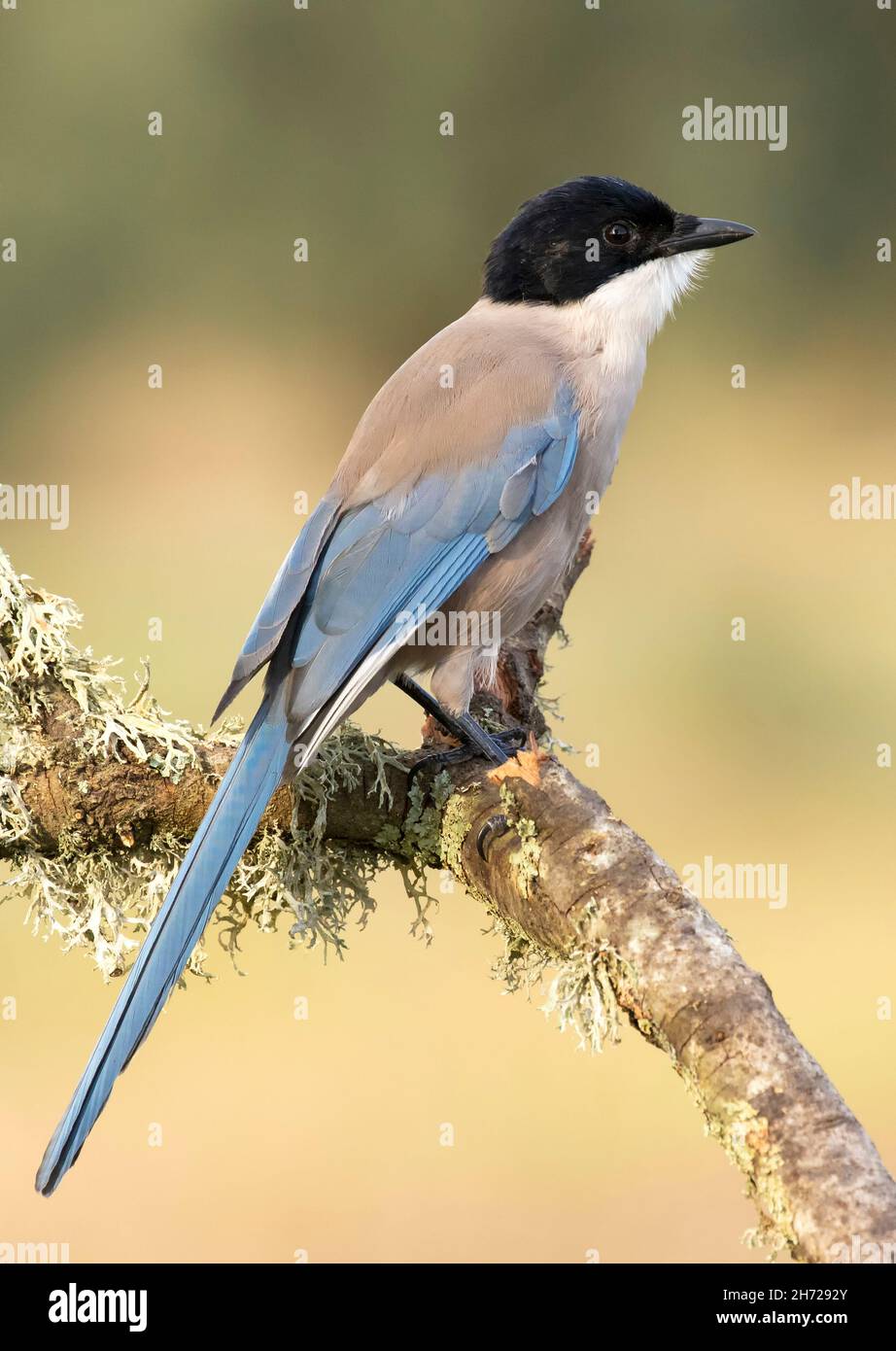 Spanish azure winged magpie hi-res stock photography and images - Alamy
