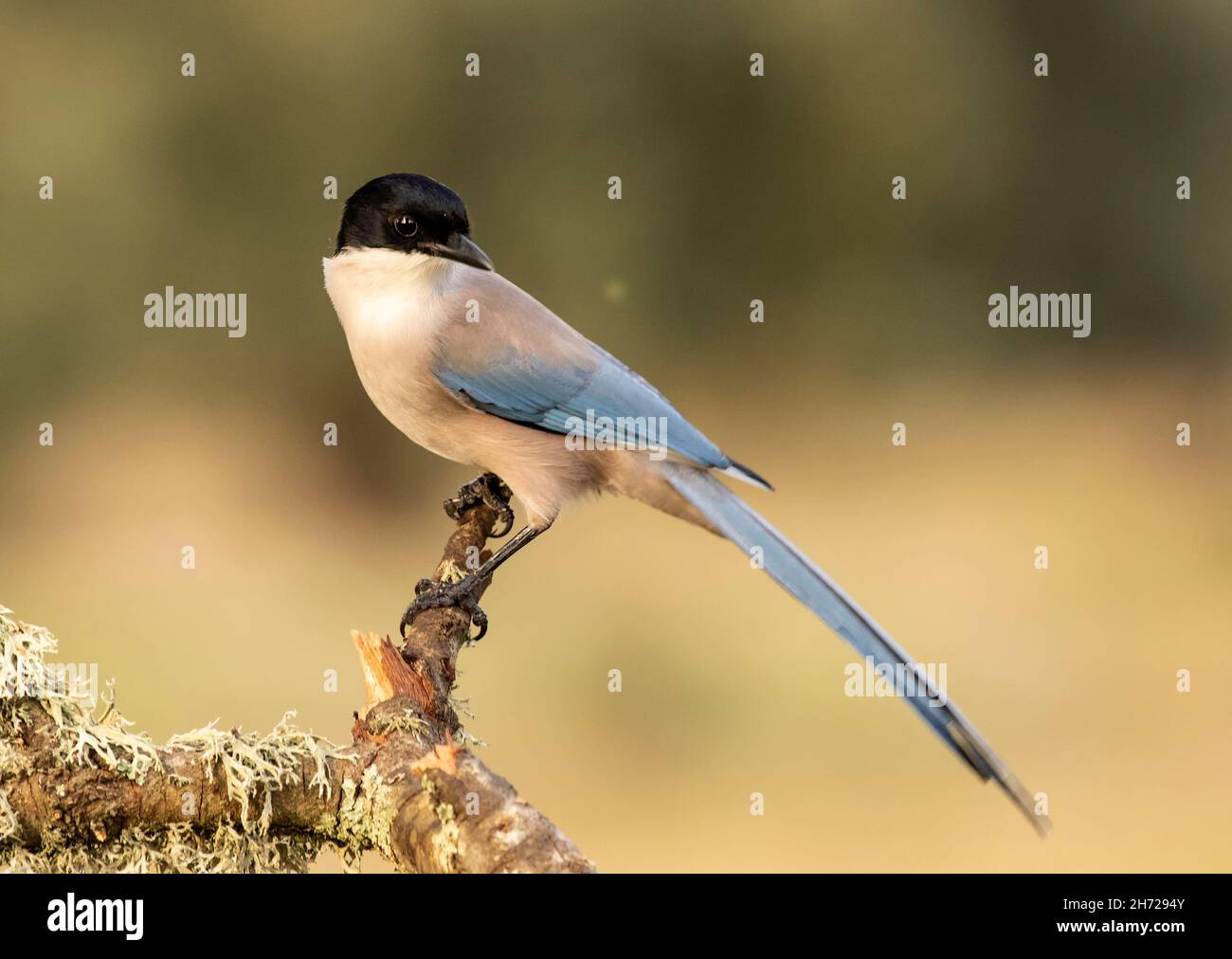 Spanish azure winged magpie hi-res stock photography and images - Alamy