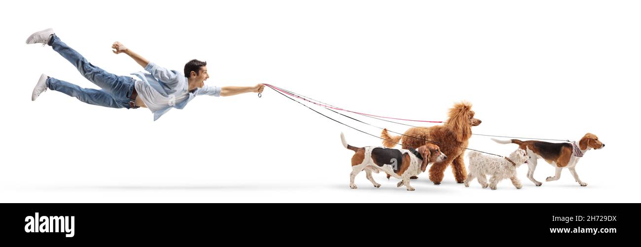 Guy dog walker flying with multiple dogs on a lead isolated on white ...