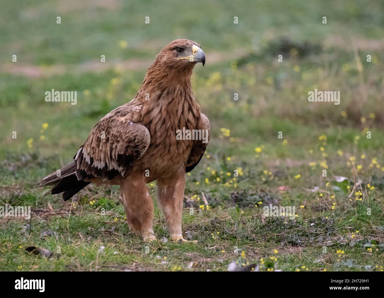 Spanish Imperial Eagle (Adult Stock Photo - Alamy