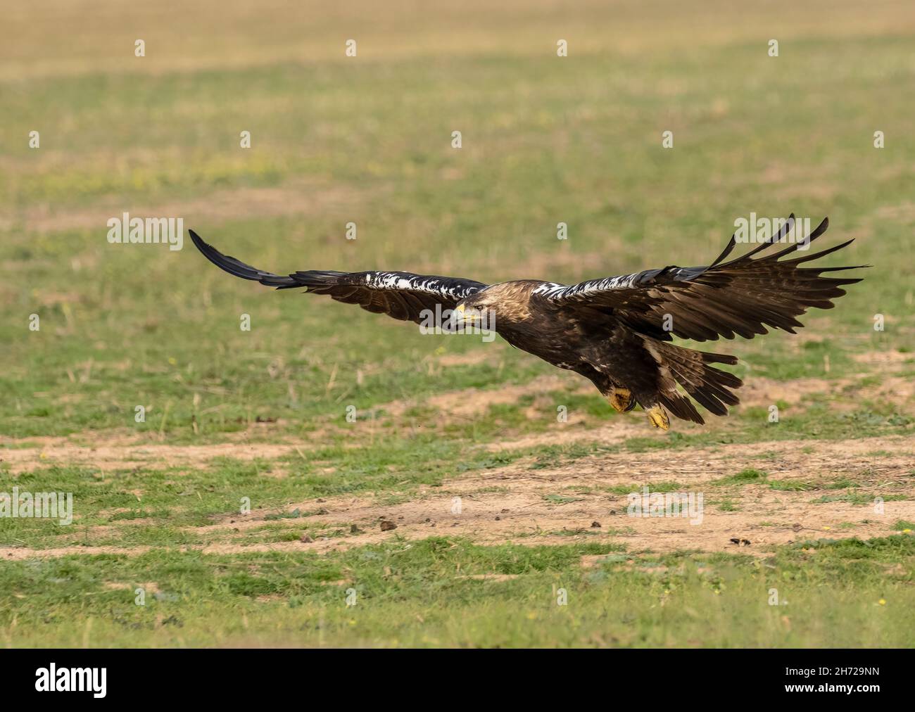 Spanish Imperial Eagle (Adult Stock Photo - Alamy