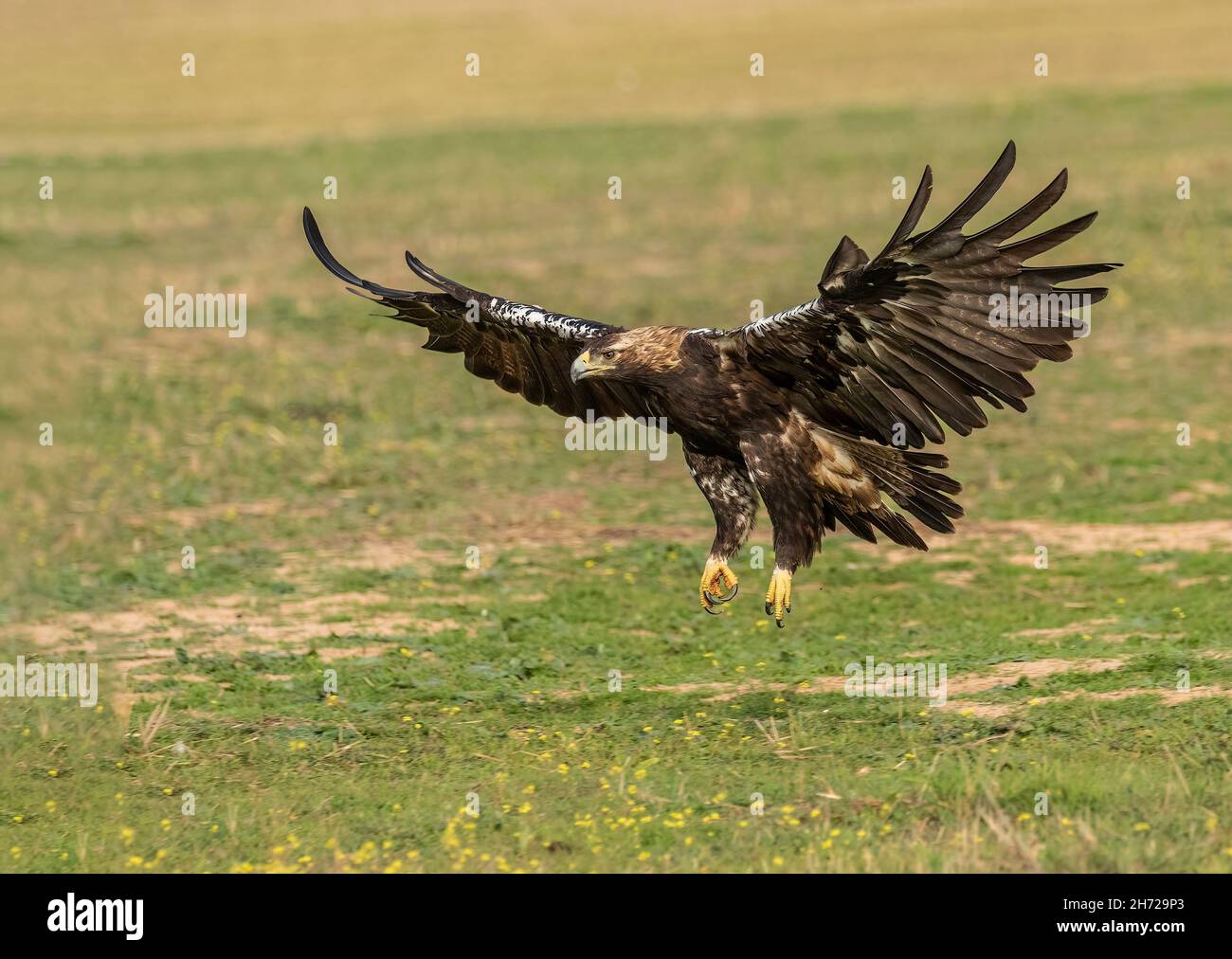 Spanish Imperial Eagle (Adult Stock Photo - Alamy