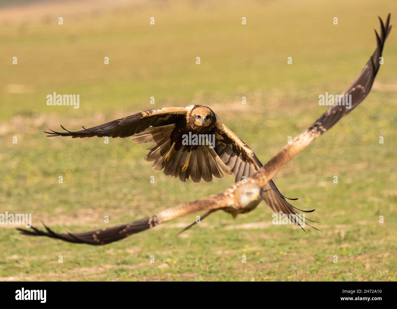 Marsh Harrier Chasing Red Kite Stock Photo - Alamy