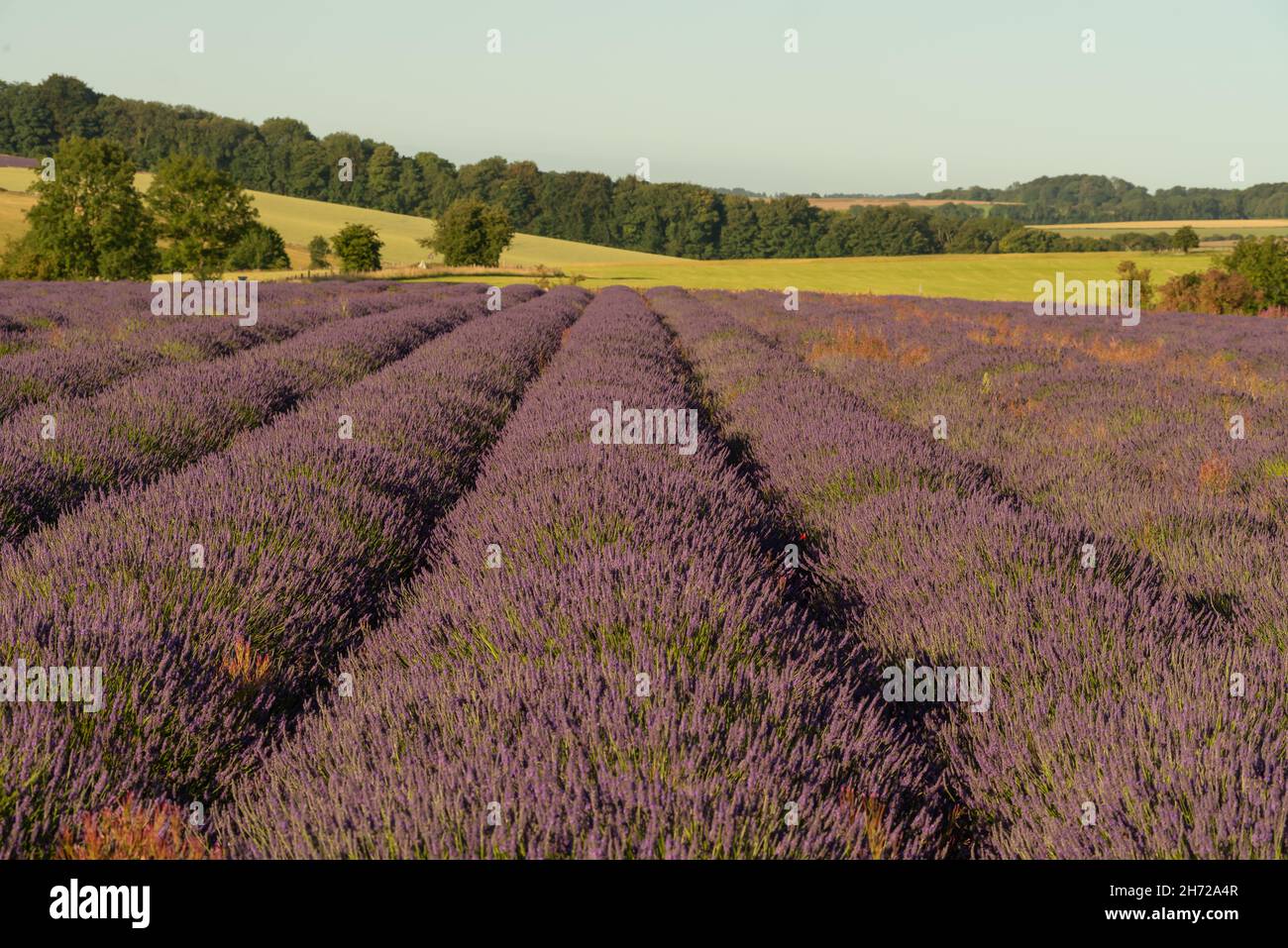Lavender field, Snowshill, Gloucestershire Stock Photo - Alamy