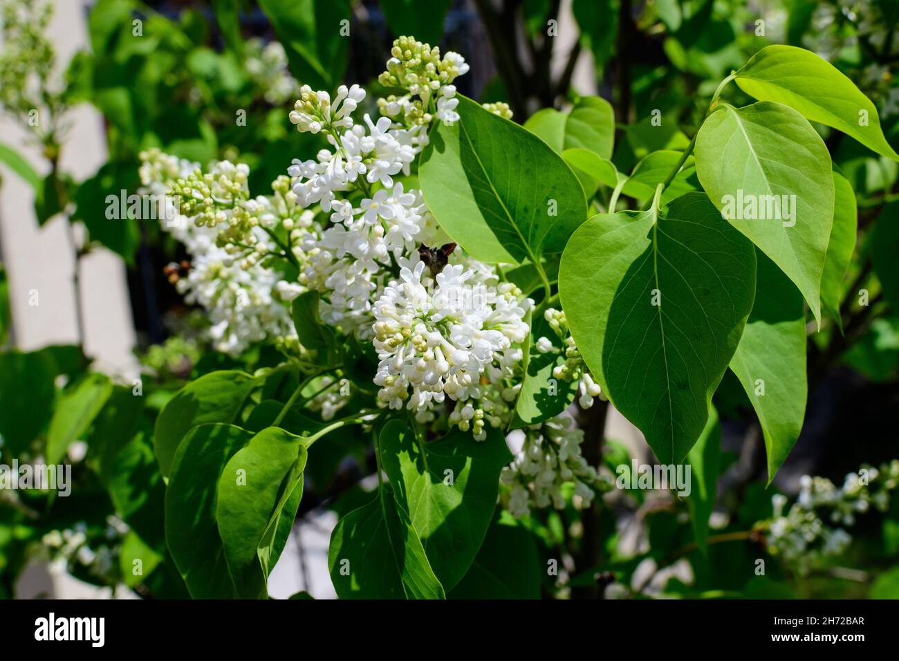 Close up of a group of fresh delicate small white flowers of Syringa ...