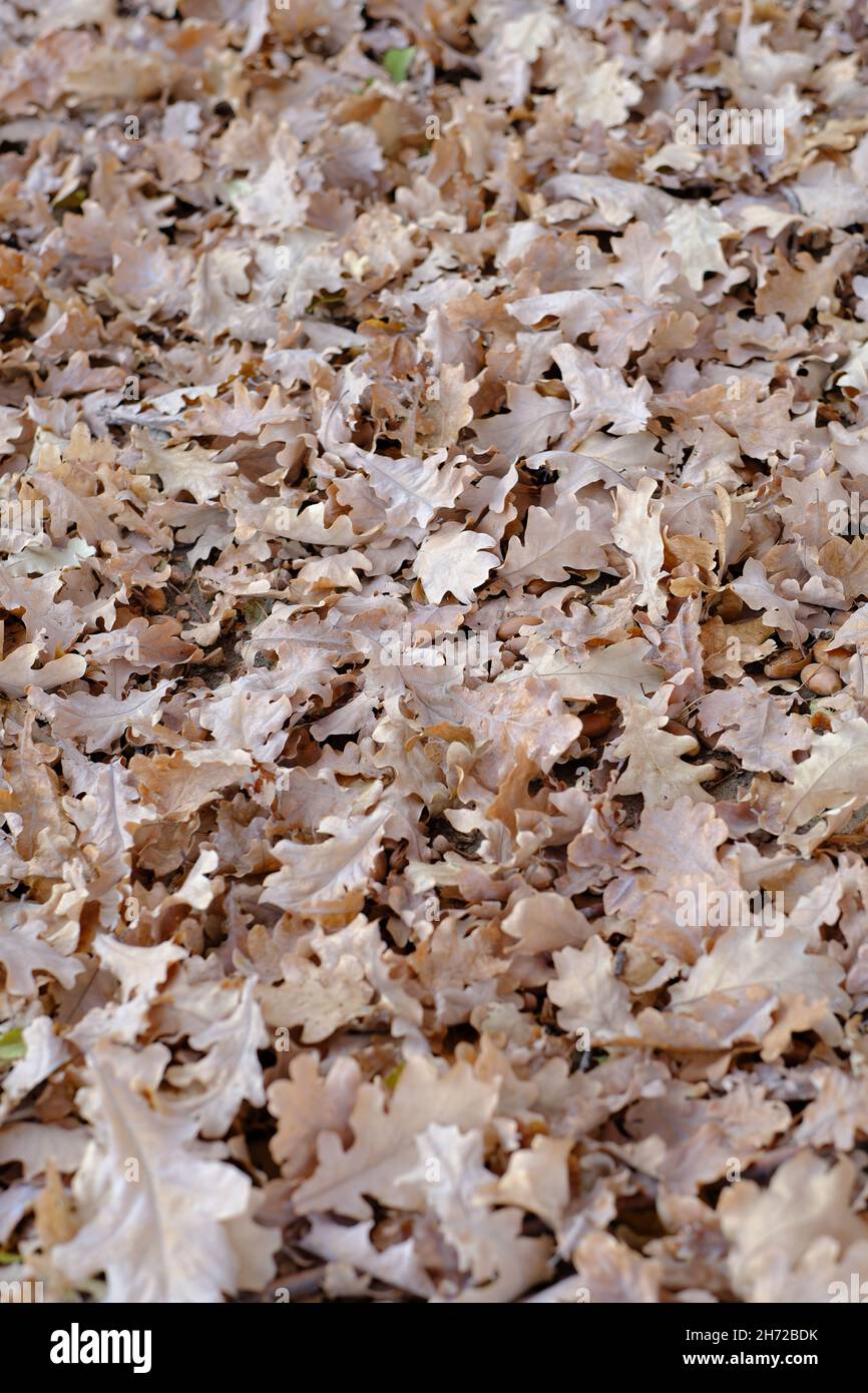 Fallen oak leaves with the onset of autumn Stock Photo - Alamy