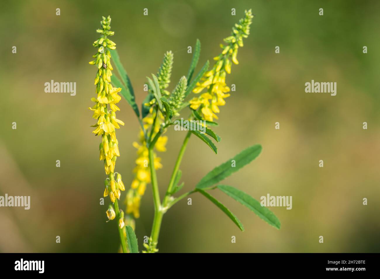 Close up of sweet yellow clover (melilotus officinalis) flowers in ...