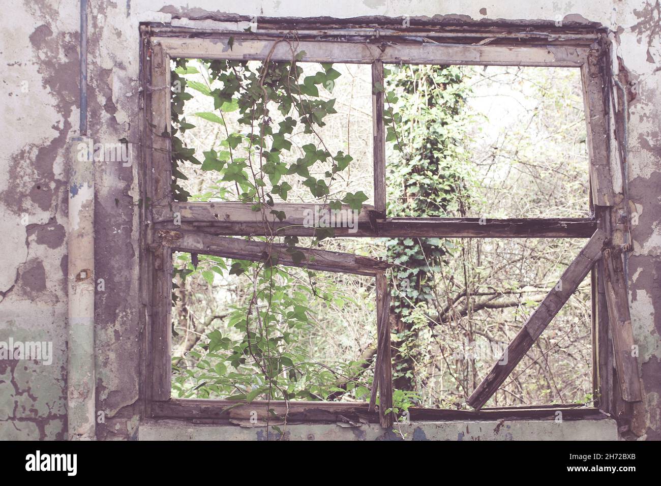 View of an abandoned building and its old window with tree branches ...
