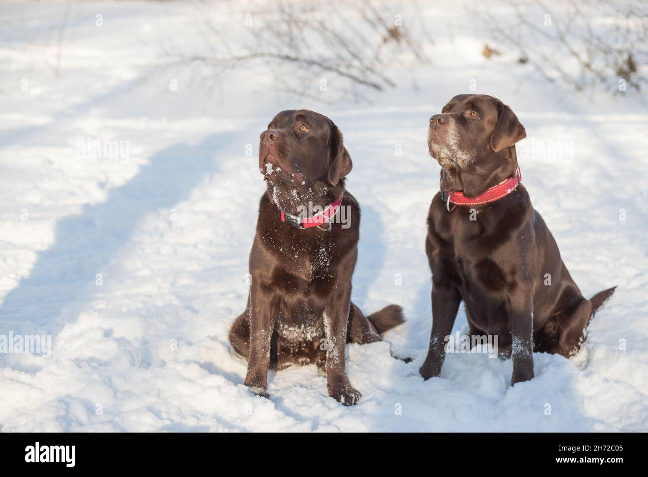 Black labrador lying in snow hi-res stock photography and images - Alamy