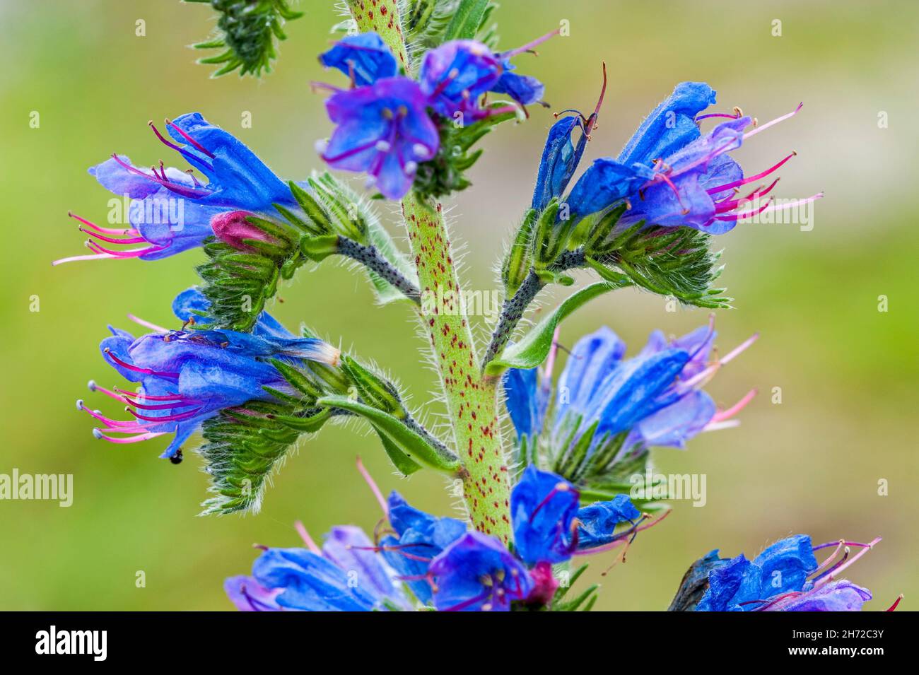 Viper's bugloss / blueweed (Echium vulgare) in flower Stock Photo - Alamy