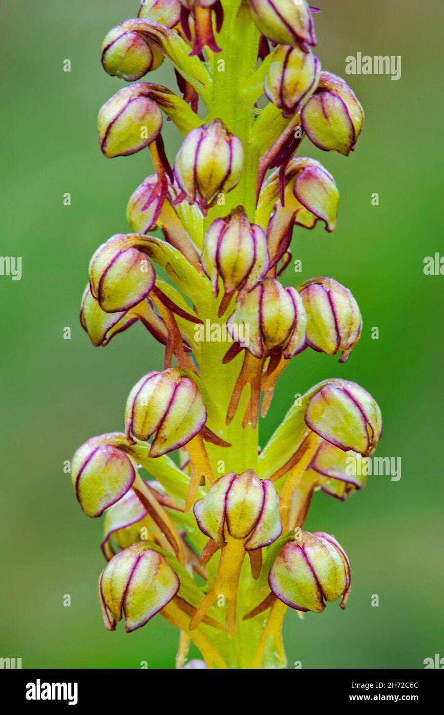 Man orchid (Orchis anthropophora / Aceras anthropophorum) in flower ...