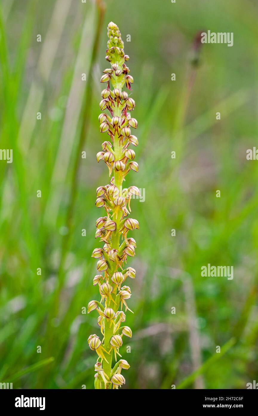 Man orchid (Orchis anthropophora / Aceras anthropophorum) in flower in ...