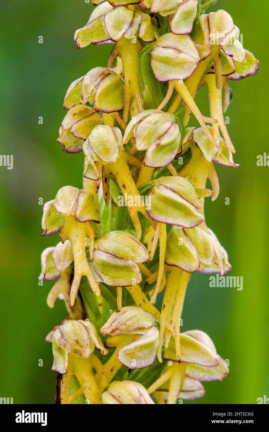 Man orchid (Orchis anthropophora / Aceras anthropophorum) in flower ...