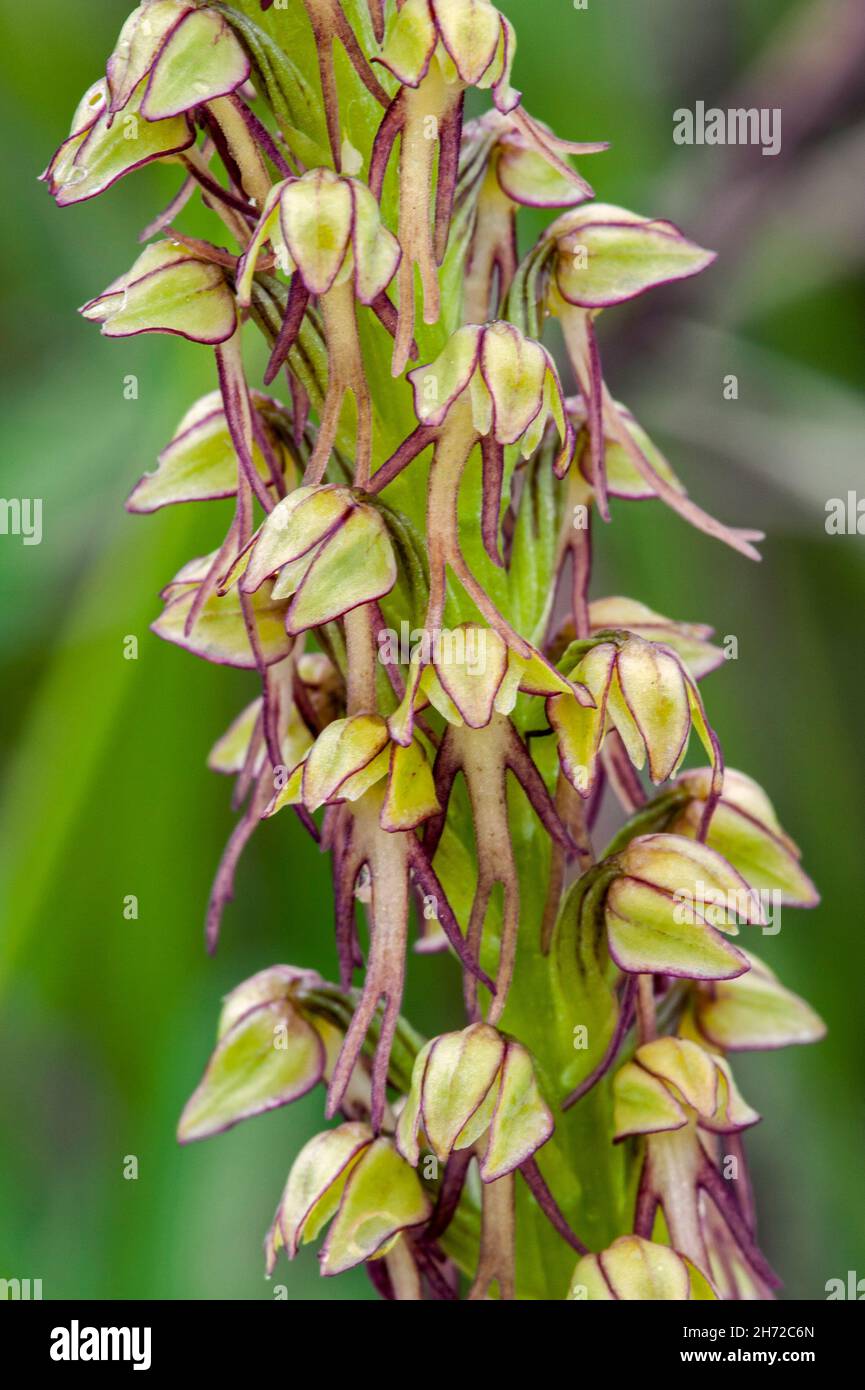 Man orchid (Orchis anthropophora / Aceras anthropophorum) in flower ...