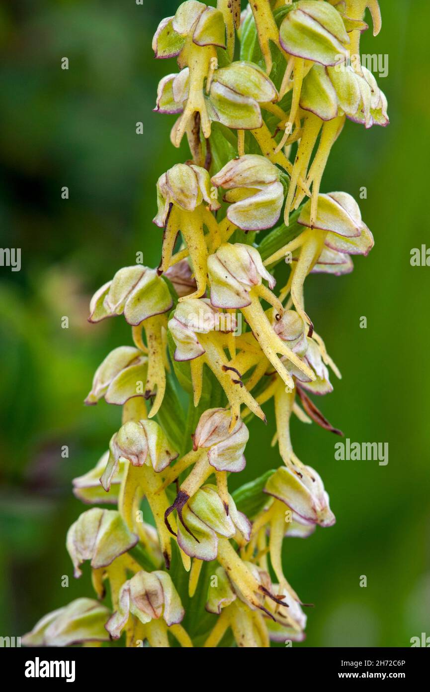 Man orchid (Orchis anthropophora / Aceras anthropophorum) in flower ...