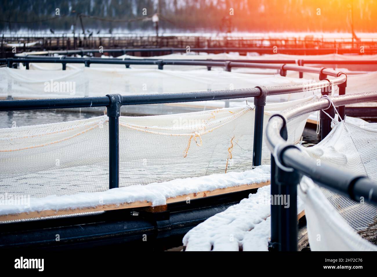 Fish farm for breeding for rainbow trout and salmon fry in net cages ...